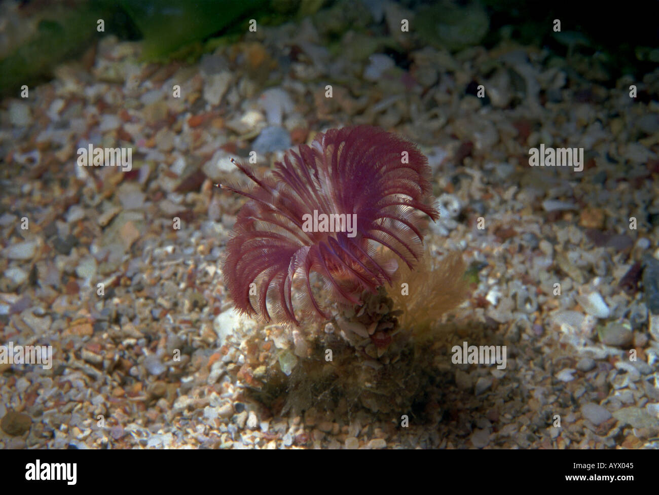 Polycheaete hi-res stock photography and images - Alamy