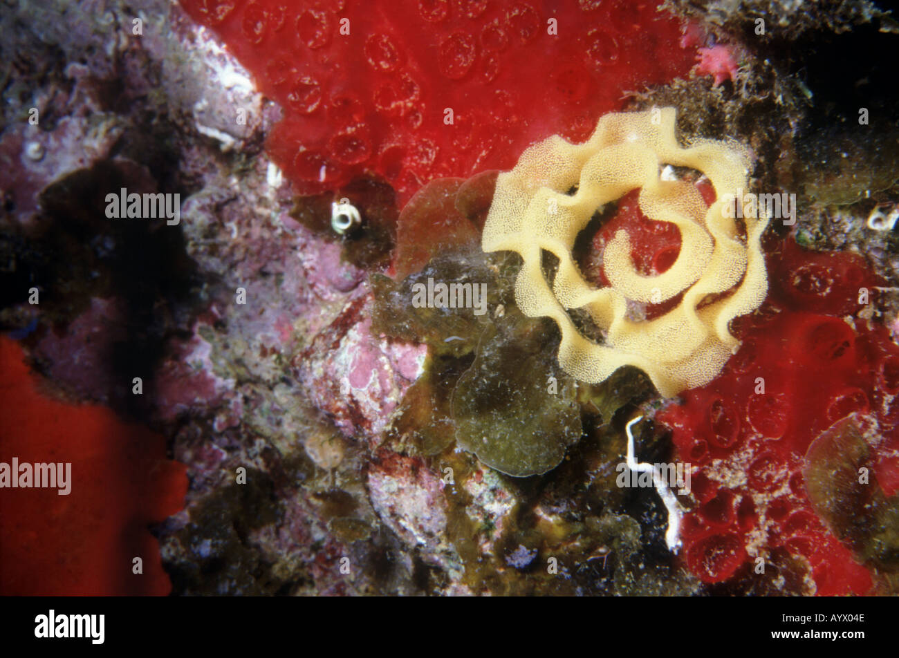 Nudibranch, eggs, spiral hi-res stock photography and images - Alamy