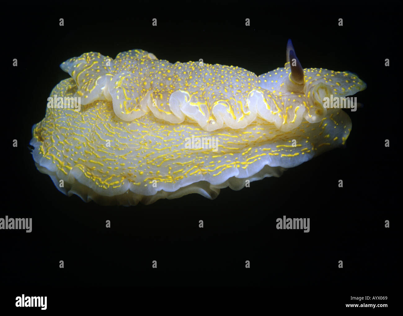 Hypselodoris picta picta hi-res stock photography and images - Alamy