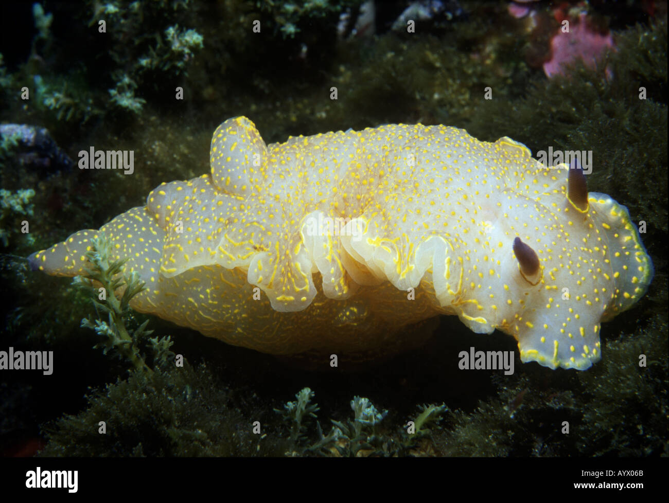 Nudibrach hi-res stock photography and images - Alamy
