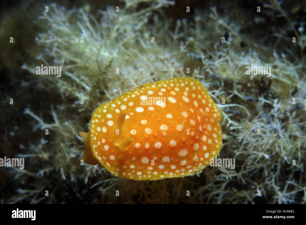 White spotted orange sea slug, Phyllidia flava, in the N. Aegean Sea ...