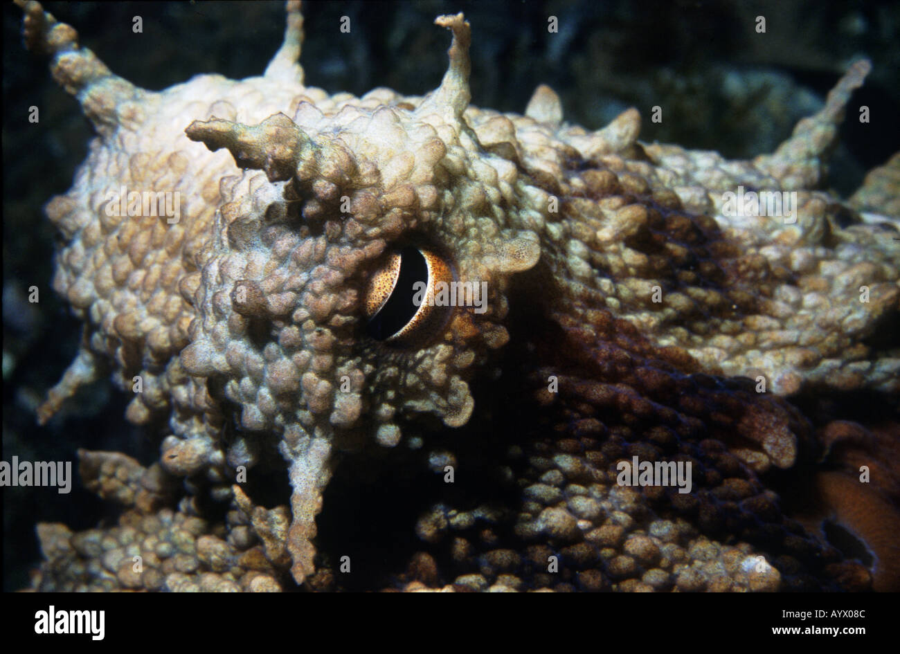 Head and eye of common octopus Octopus vulgaris. It can can ruffle or ...