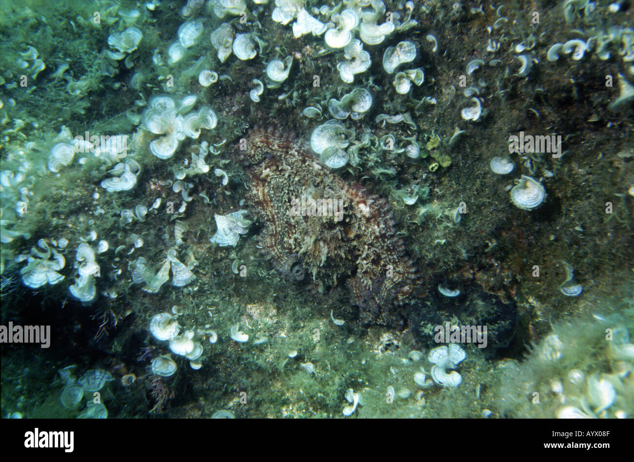 Common octopus Octopus vulgaris blending into algae covered rocks ...