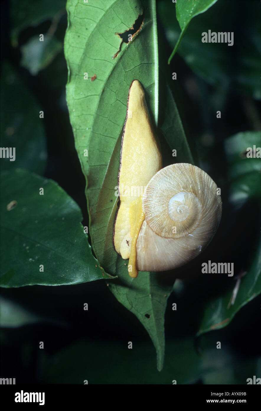 Snail in forest hi-res stock photography and images - Alamy