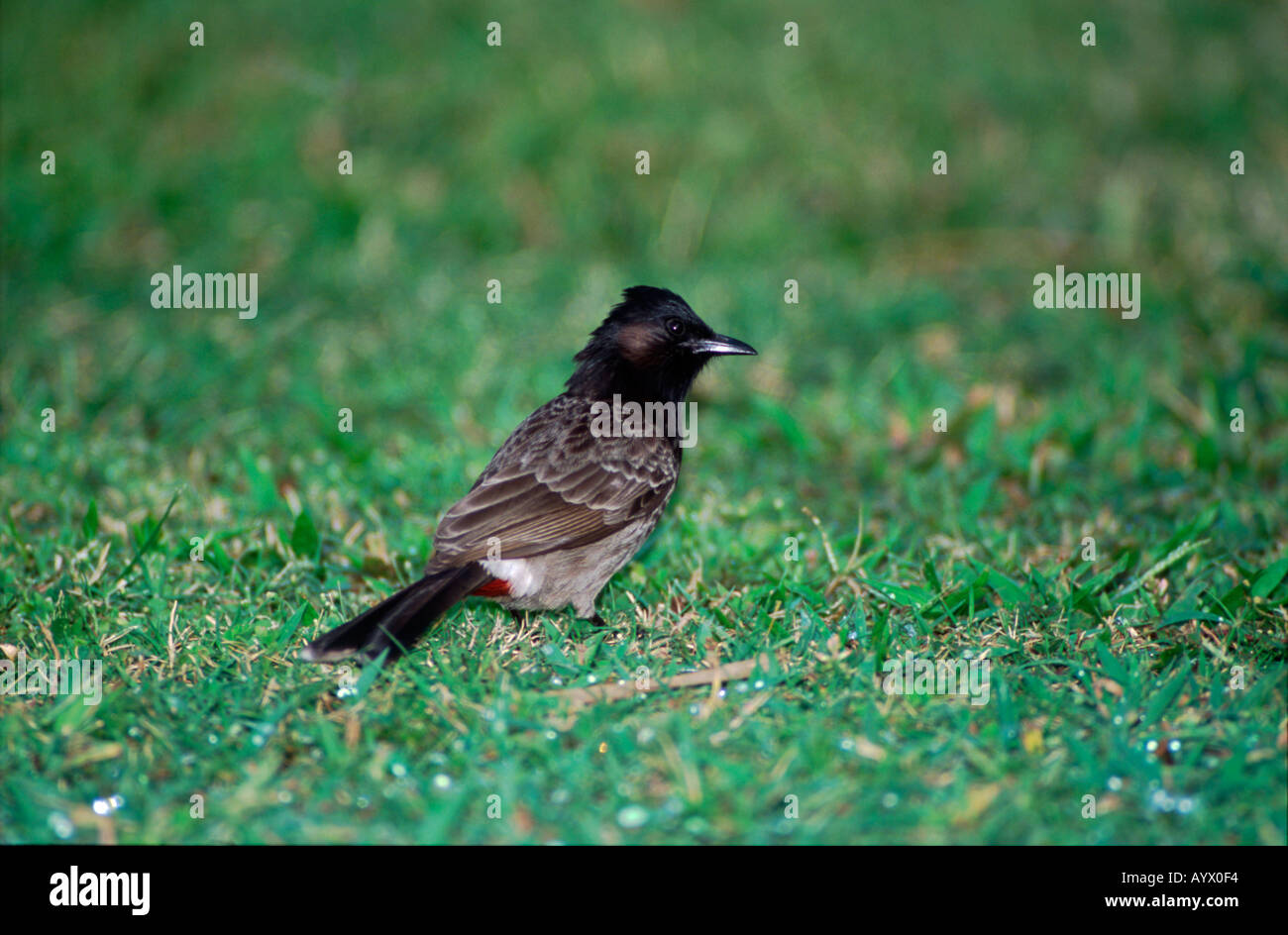 Red vented bulbul, Pycnonotus cafer, on grass lawn in Oahu, Hawaii ...