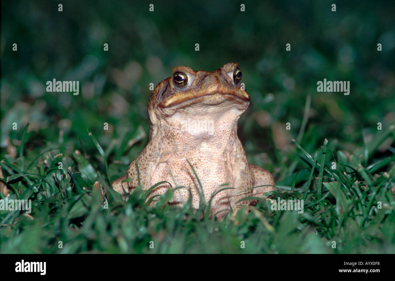 A cane toad in an urban lawn in Hawaii Stock Photo - Alamy
