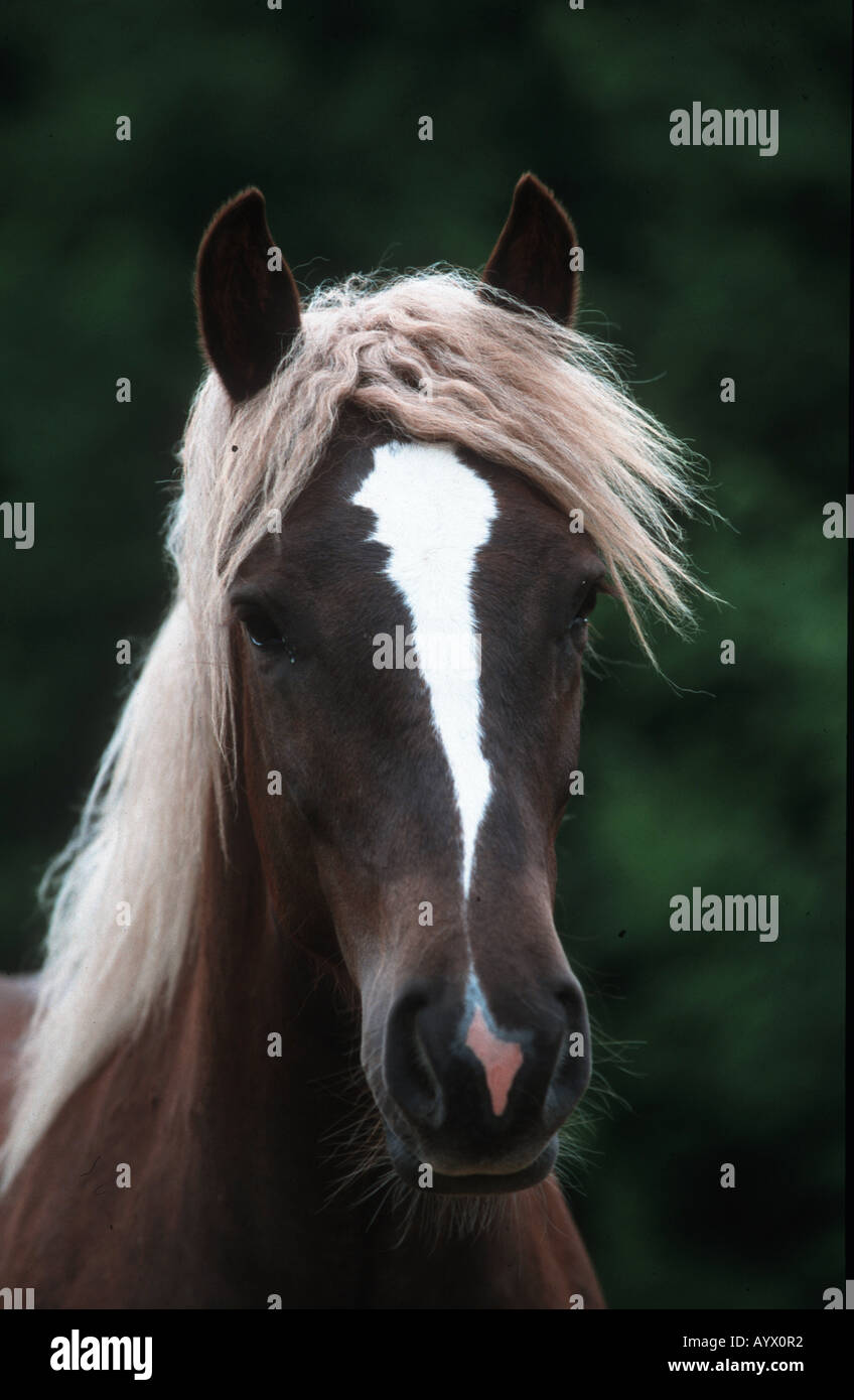 Schwarzwaelder fuchs hi-res stock photography and images - Alamy