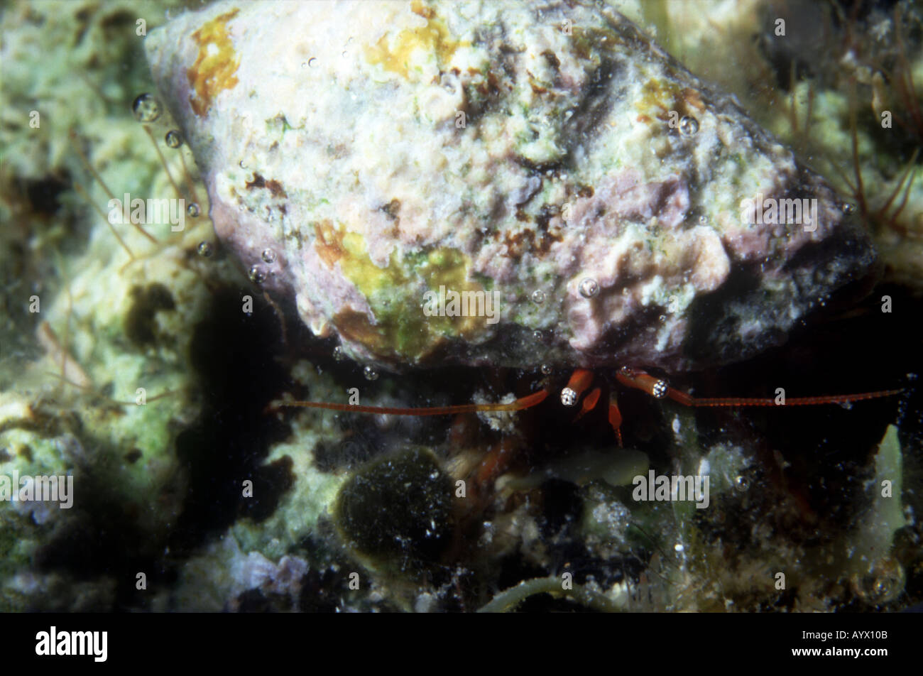 A hermit crab in the Mediterranean Sea with red antennae and eye-stalks ...