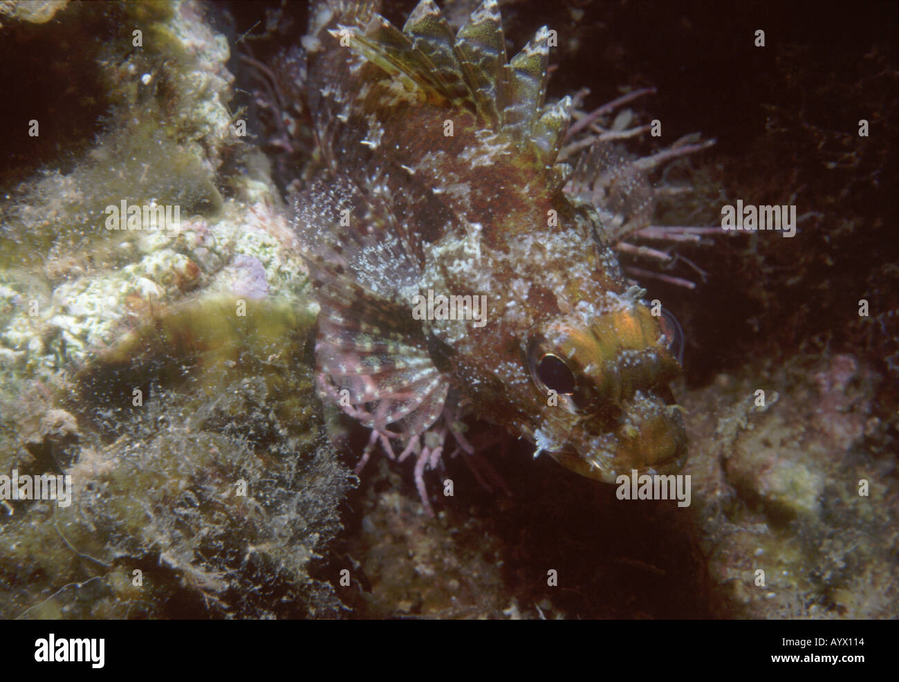 long spined sea scorpion Taurulus bubalis Stock Photo - Alamy
