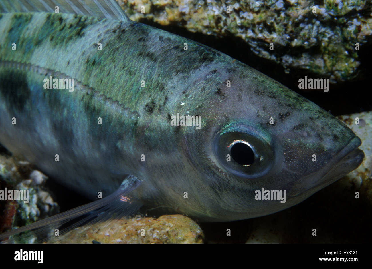 Picarel hi-res stock photography and images - Alamy