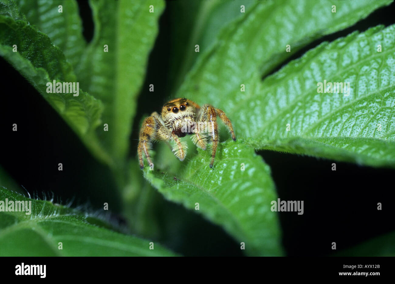 Two large forward facing eyes and a smaller pair give the jumping ...
