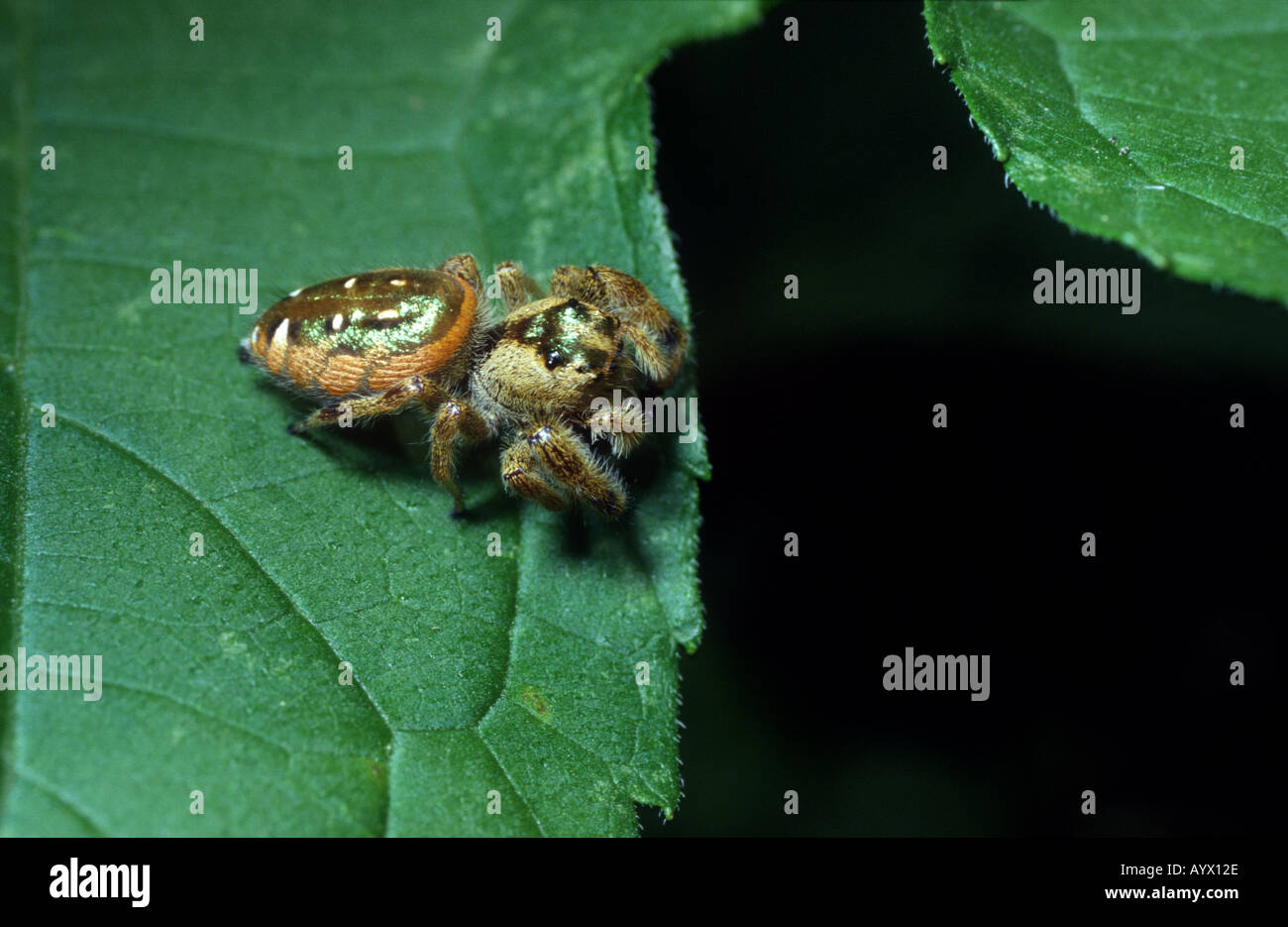 Covered with orange and metallic green scales, this jumping spider is a ...