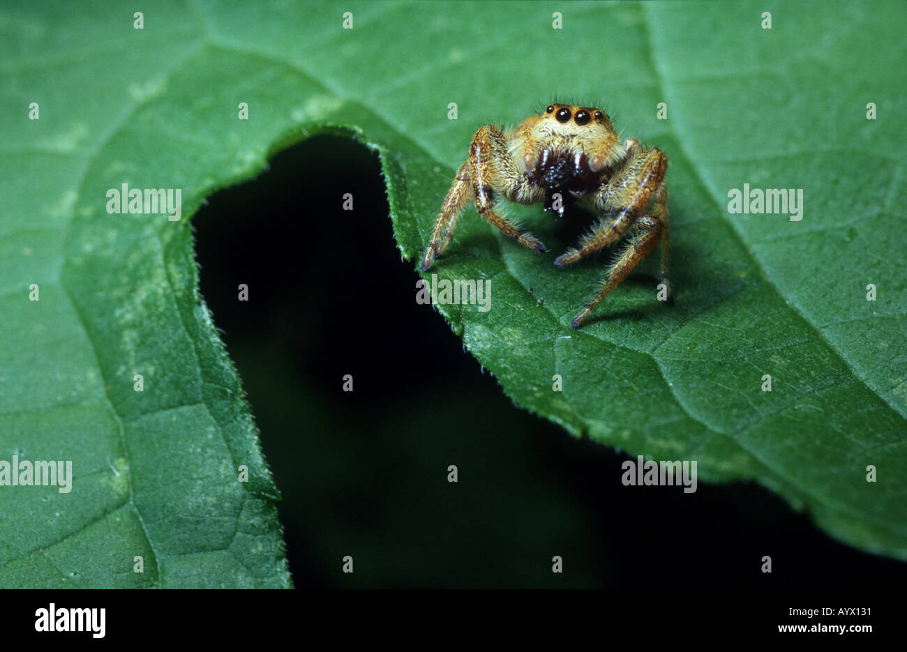 Jumping spider eating a black fly Shows large forward facing eyes and ...