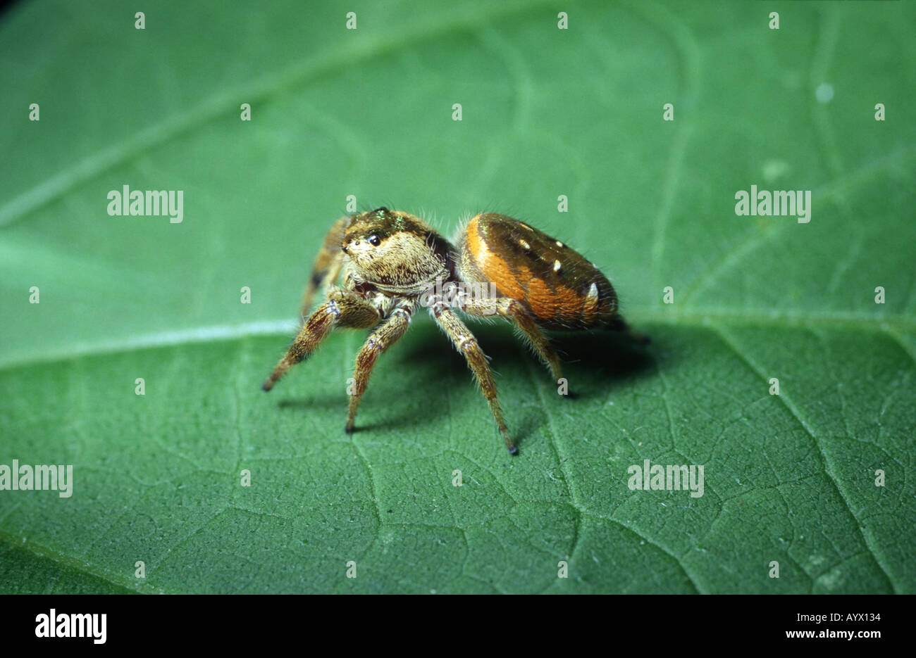 Covered with orange and metallic green scales this jumping spider is a ...
