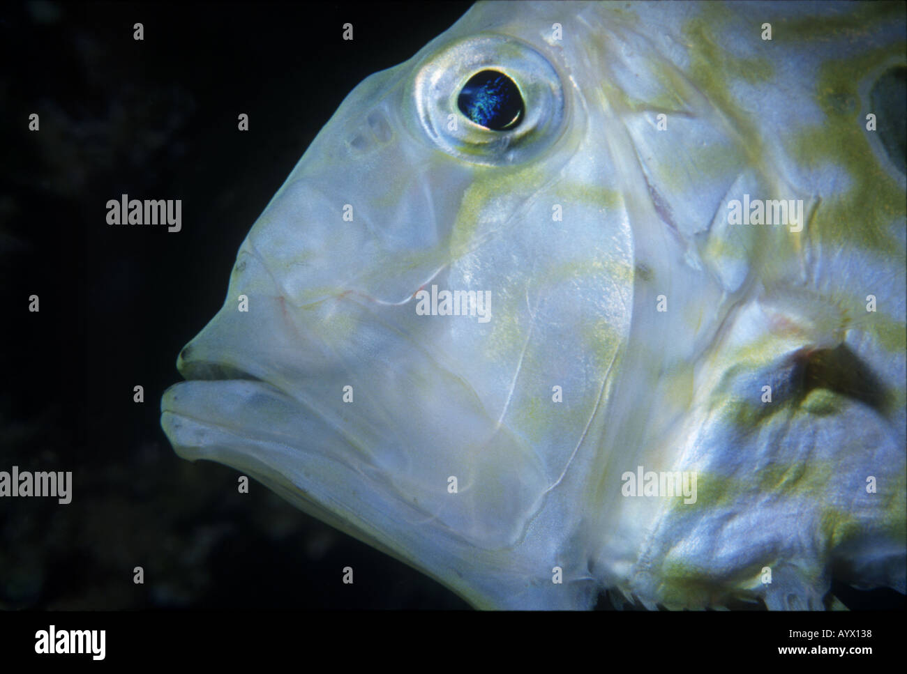 Juvenal John Dory Zeus faber side view shows the large eye and mouth ...