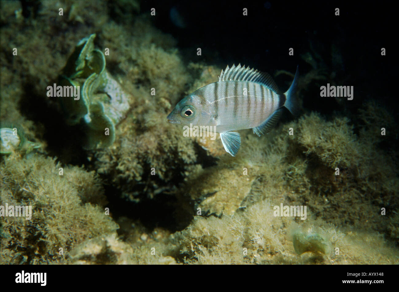 Sheepshead bream Puntazzo puntazzo Stock Photo - Alamy