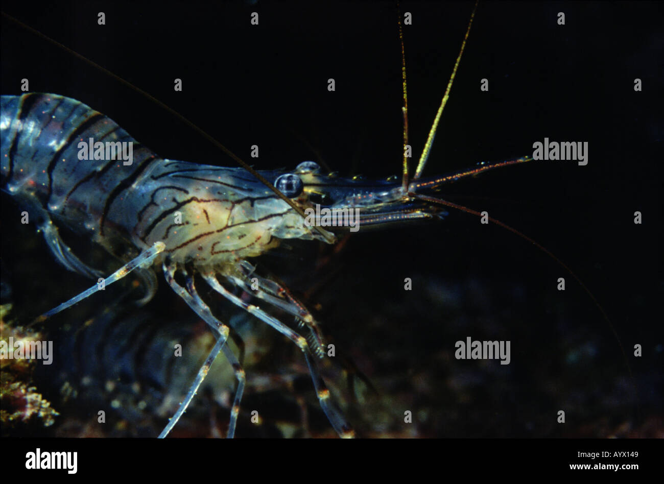 Marmara sp hi-res stock photography and images - Alamy