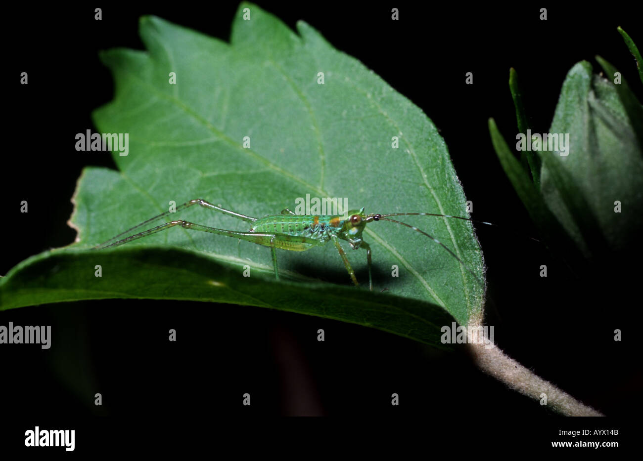 Fork tailed Katydid Nymph Scudderia furcata Stock Photo - Alamy