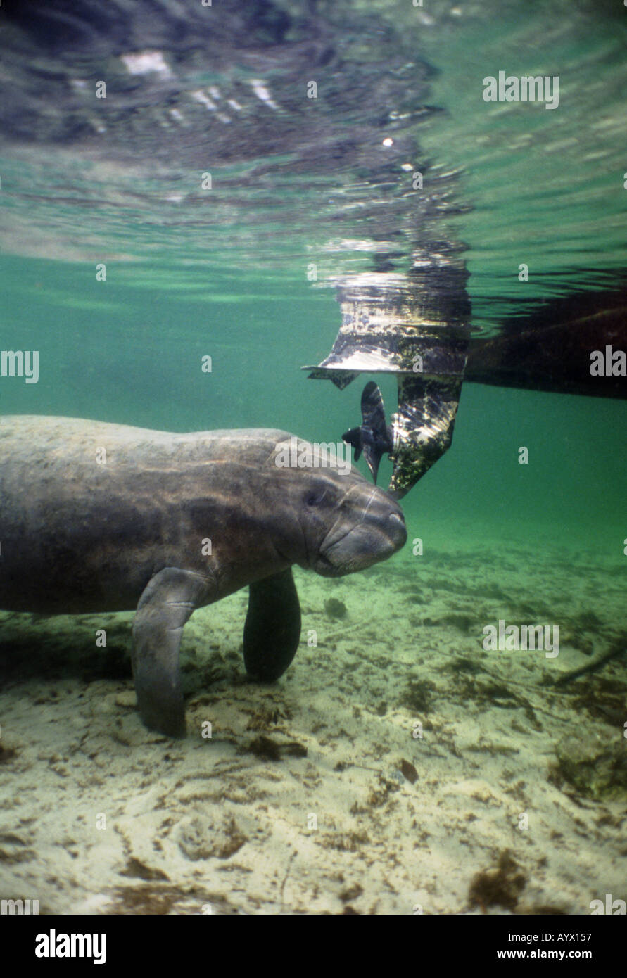 Propeller accident hi-res stock photography and images - Alamy