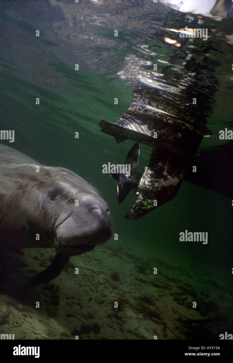West indian manatee approaching the propeller of outboard engine ...