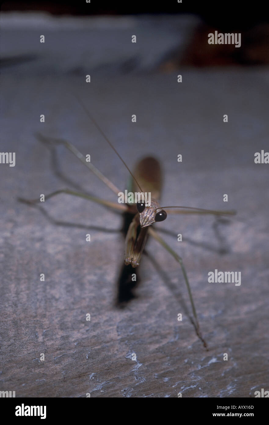 Preying hi-res stock photography and images - Alamy