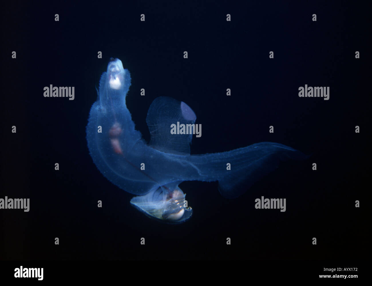 Salps plankton hi-res stock photography and images - Alamy