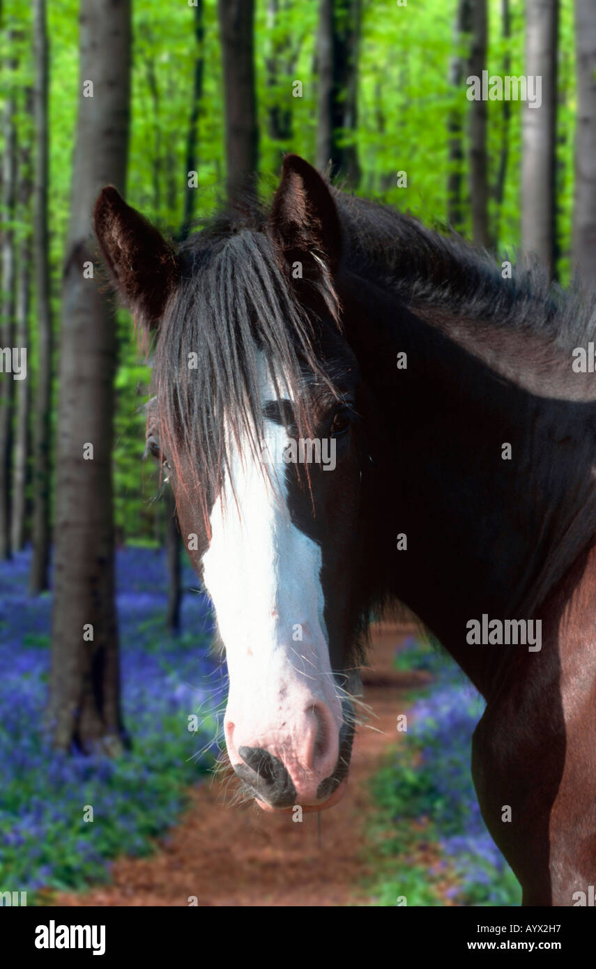 Shire horse head draught horse hi-res stock photography and images - Alamy