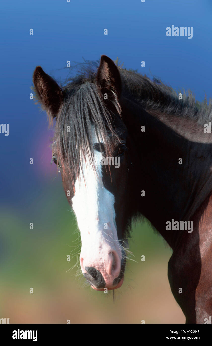Shire horse head draught horse hi-res stock photography and images - Alamy