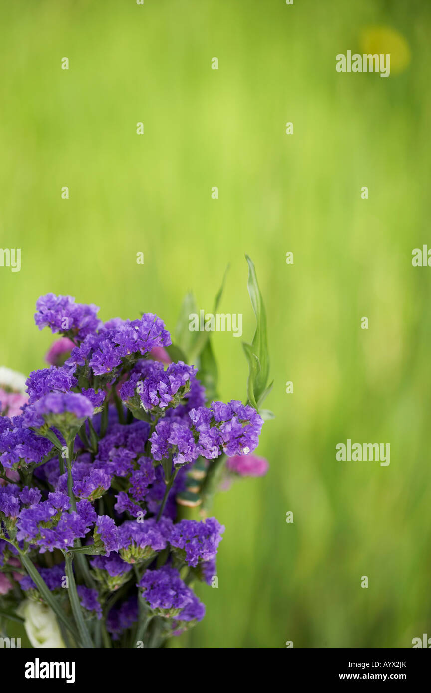 violet flower in the garden Stock Photo - Alamy