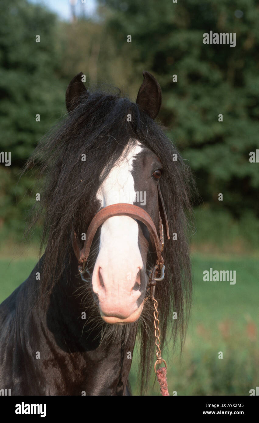 Shire horse head draught horse hi-res stock photography and images - Alamy