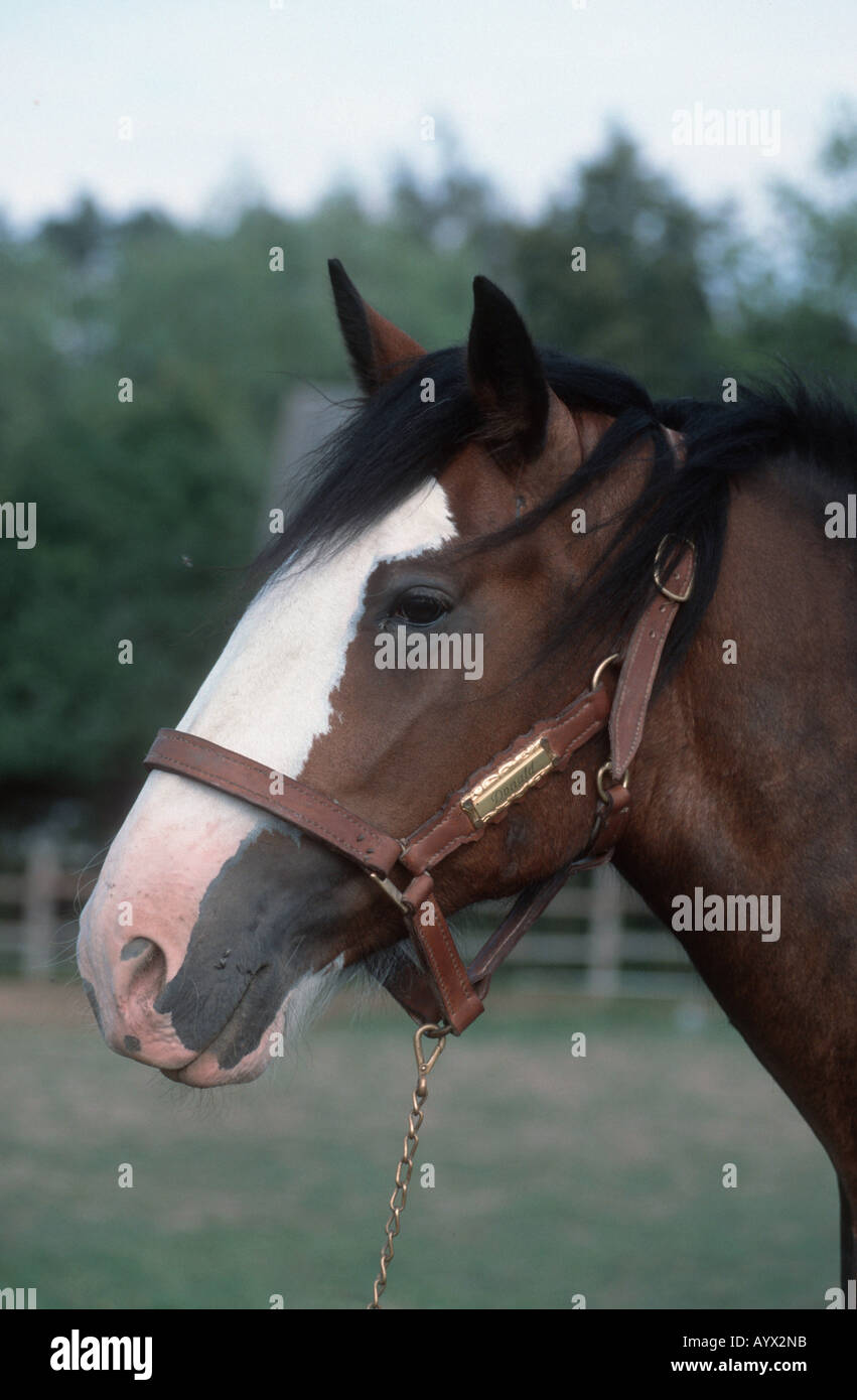 Shire horse head draught horse hi-res stock photography and images - Alamy