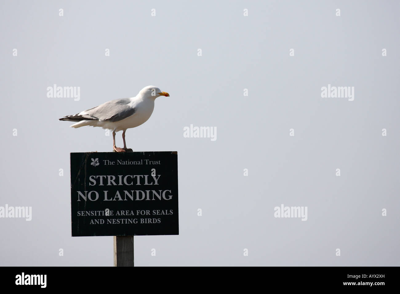 Gull on National Trust sign Stock Photo - Alamy