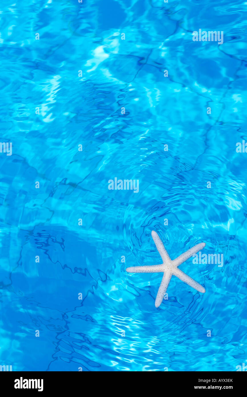 starfish floating on water Stock Photo - Alamy