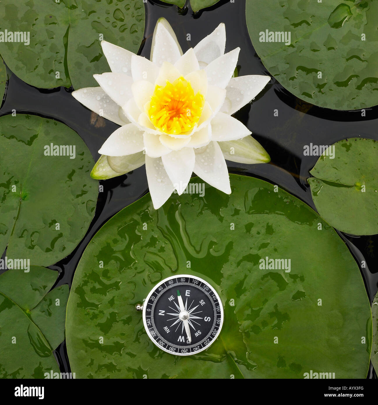 lotus and compass near pond Stock Photo - Alamy