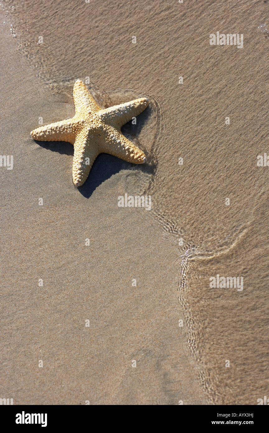 Startfish hi-res stock photography and images - Alamy