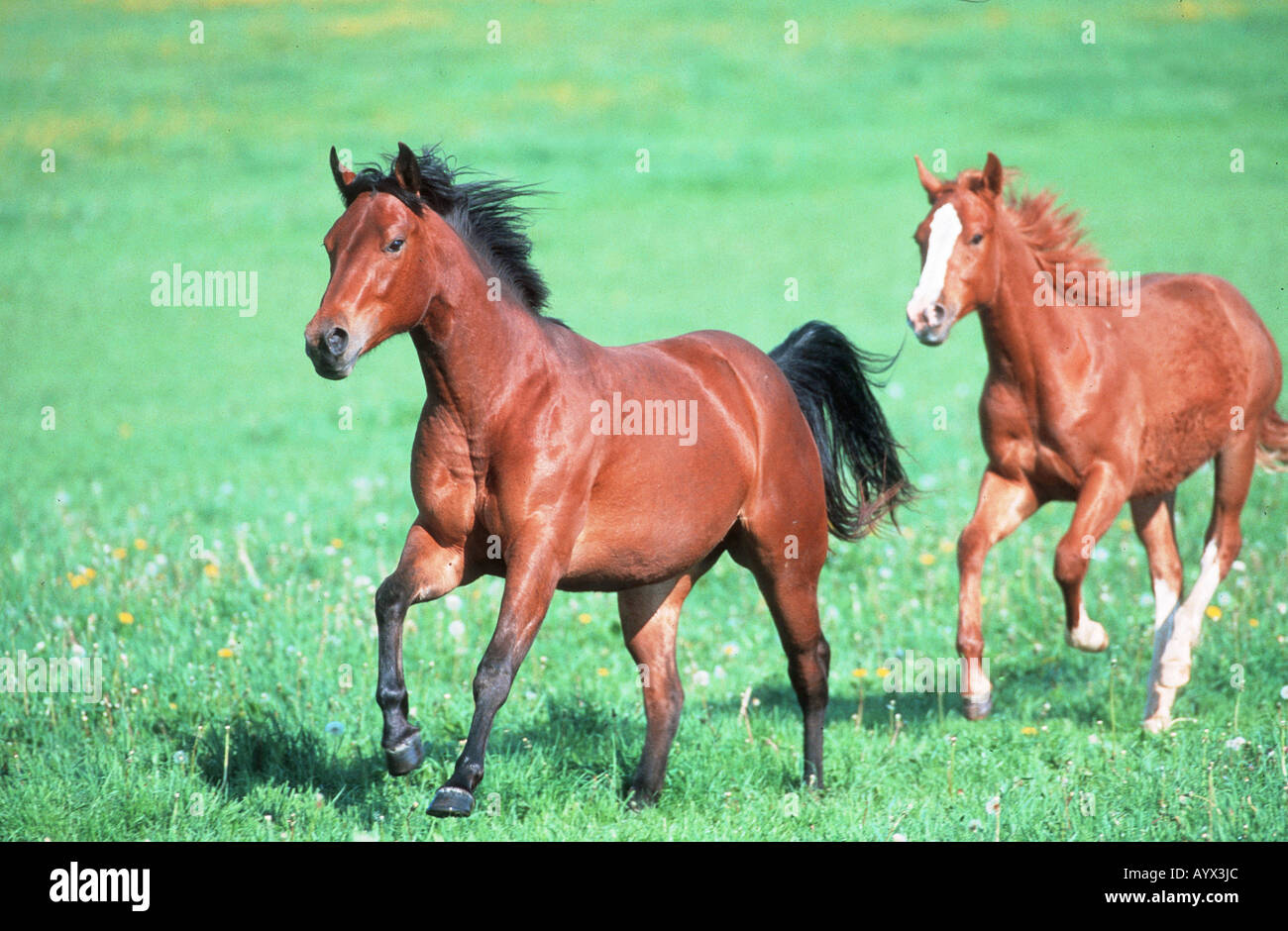 Pferd horse equus tier animal quarter western hi-res stock photography ...