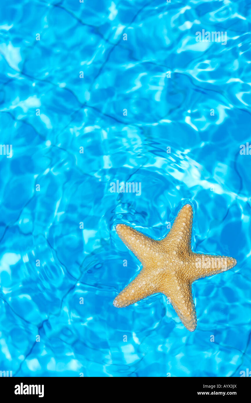 starfish floating on water Stock Photo - Alamy
