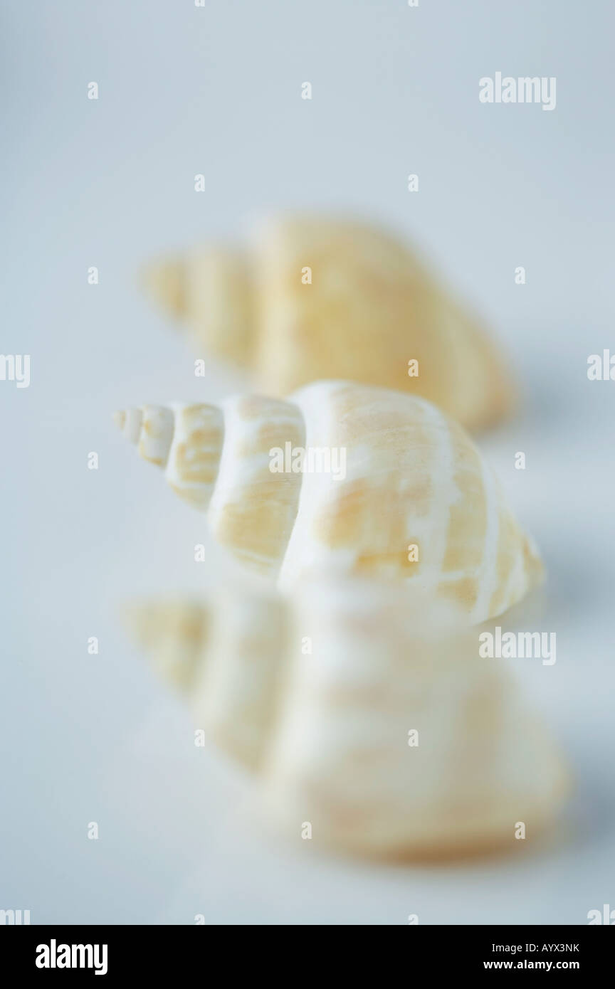 Yellow shell hi-res stock photography and images - Alamy