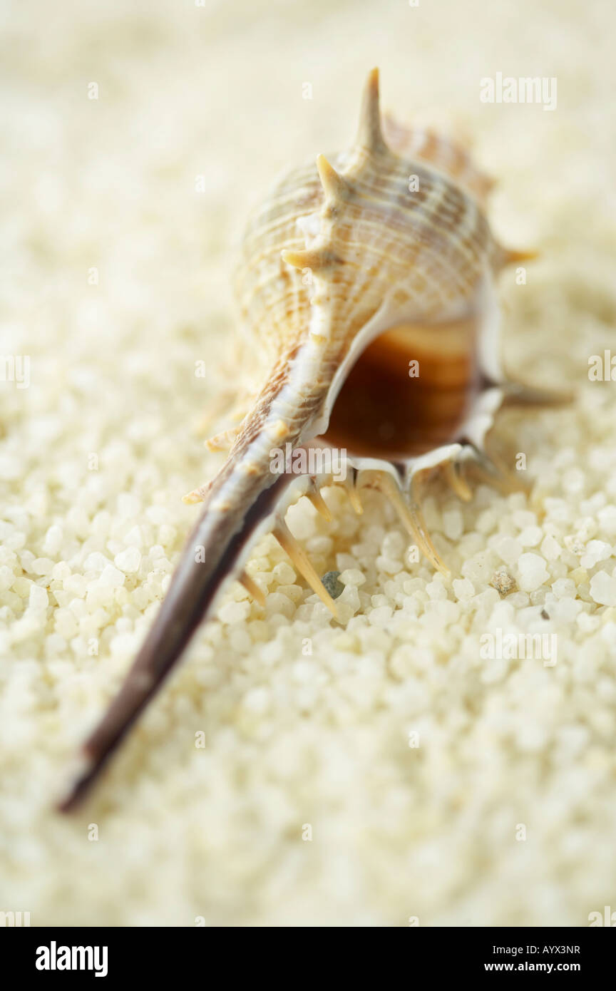 shell on the sand Stock Photo - Alamy