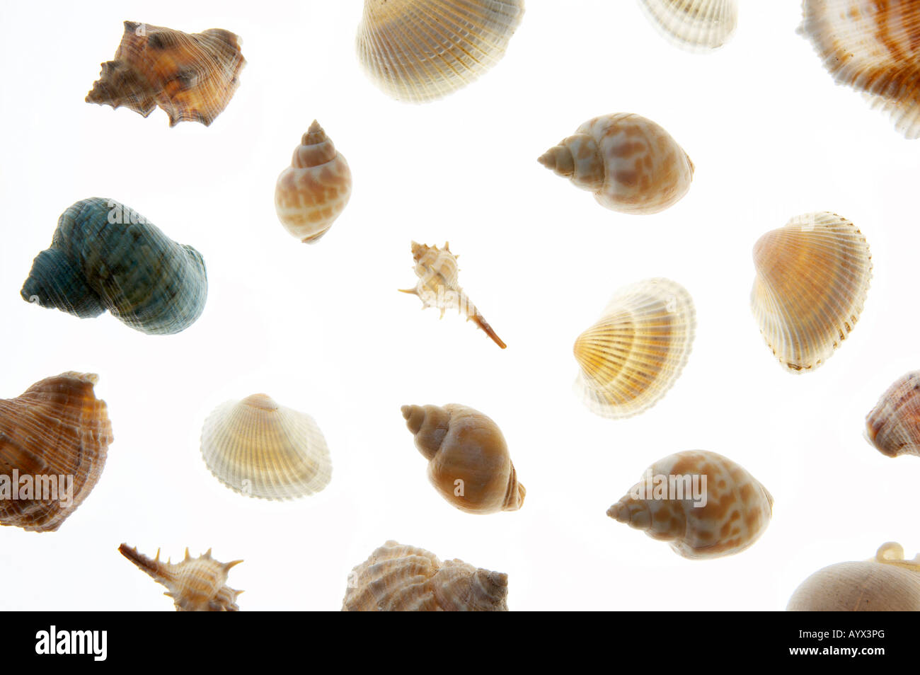 various type of shell on white background Stock Photo - Alamy