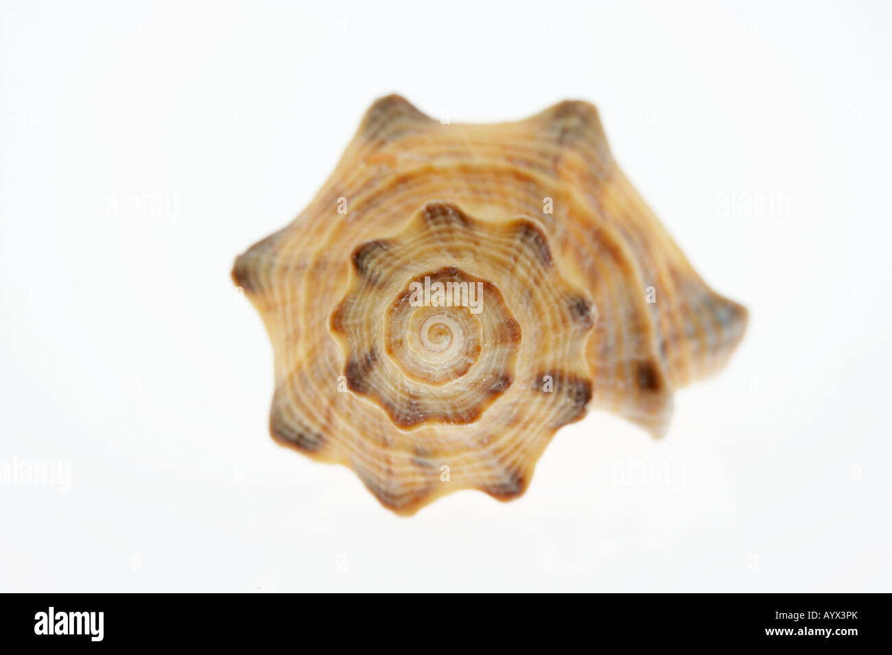 Spiral shell hi-res stock photography and images - Alamy