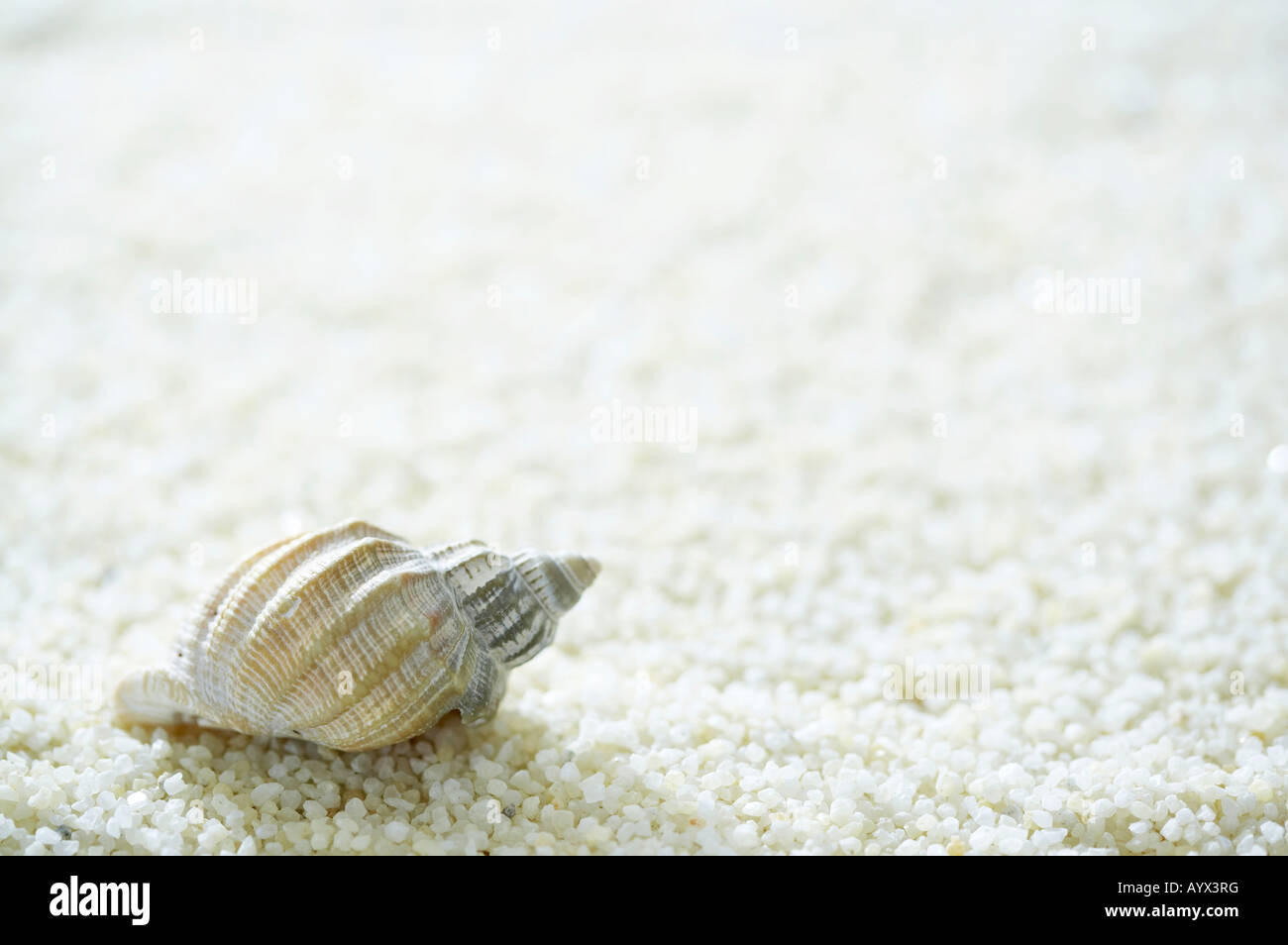 shell on the sand Stock Photo - Alamy