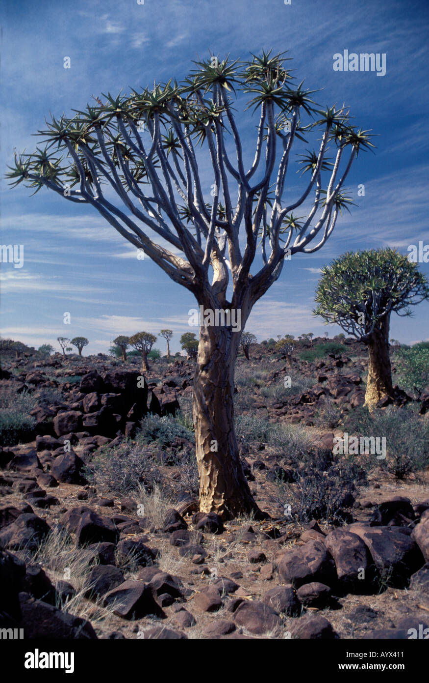 NAMIBIA Quiver Tree Kokerboom Forest near Keetmanshoop Stock Photo - Alamy