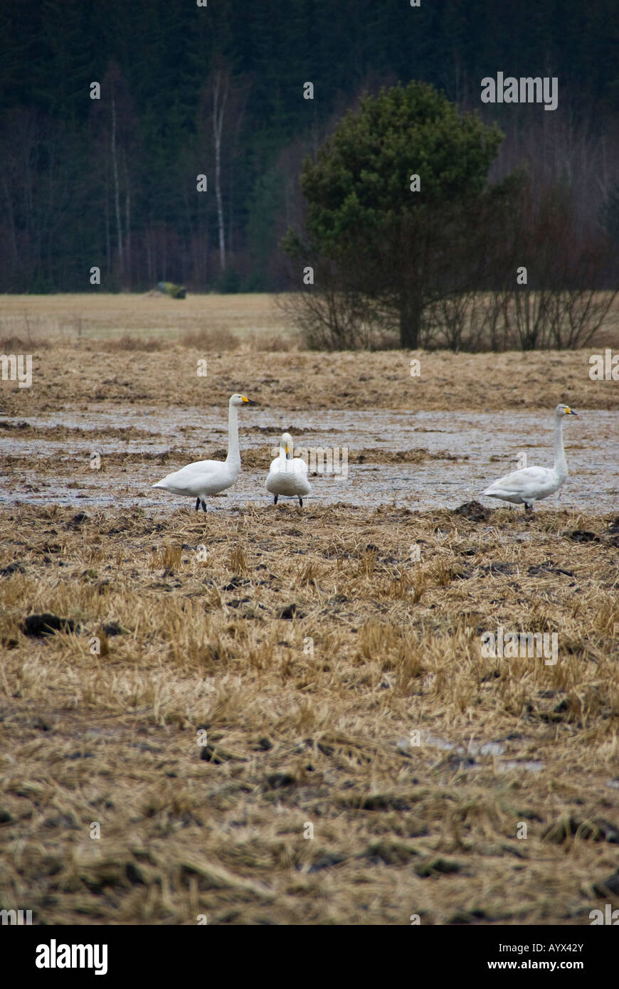 Swans on field during spring migration Stock Photo - Alamy