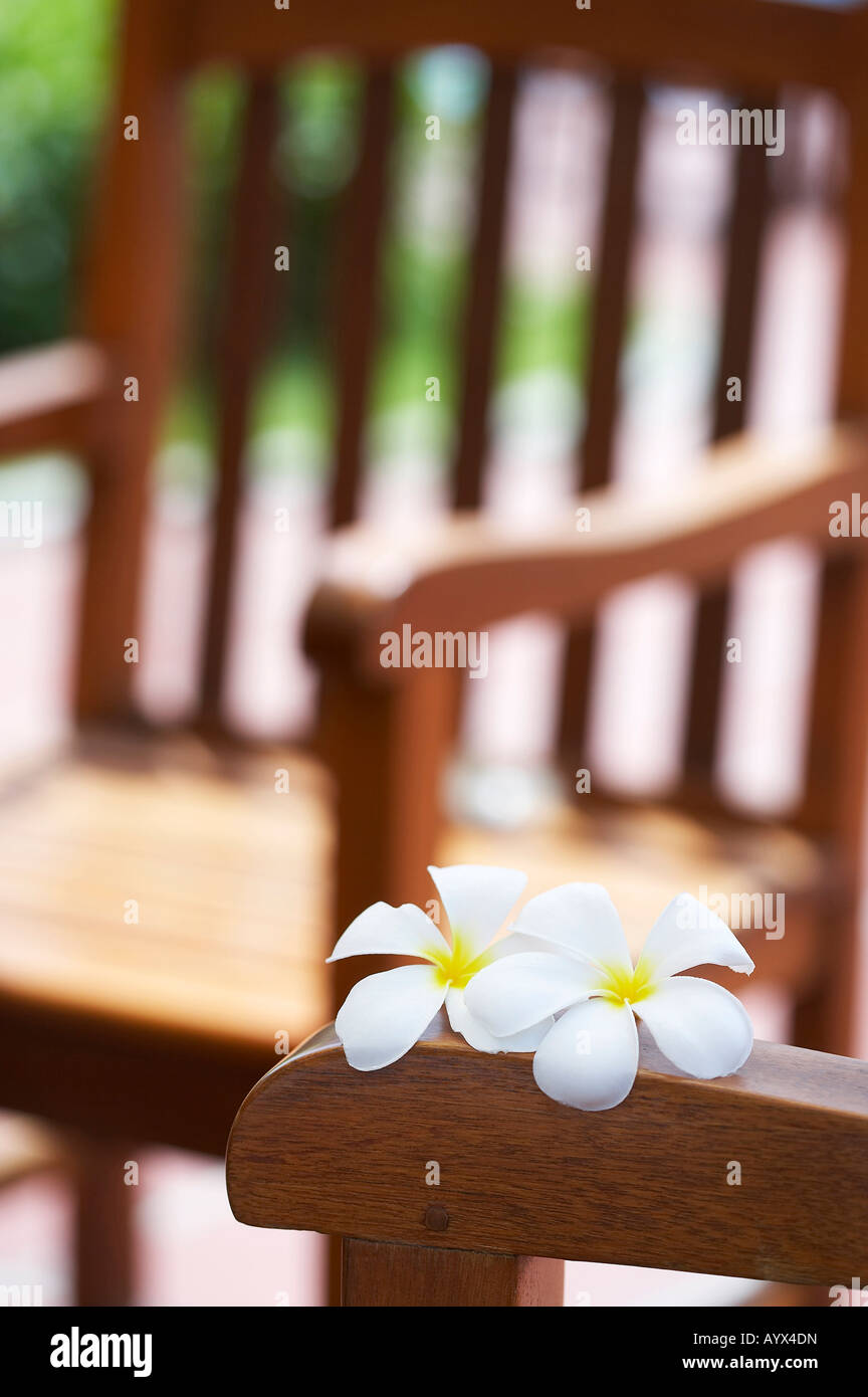 white flower on the chair Stock Photo - Alamy