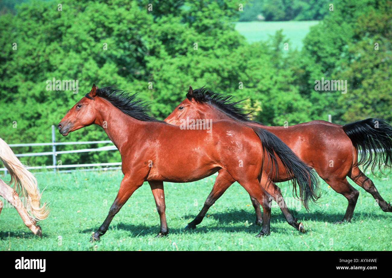Breed quarterhorse hi-res stock photography and images - Alamy