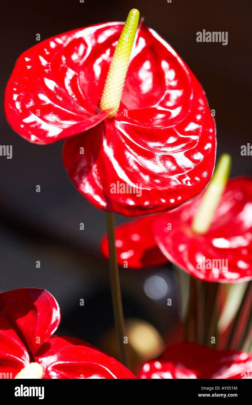 red flower close up Stock Photo - Alamy