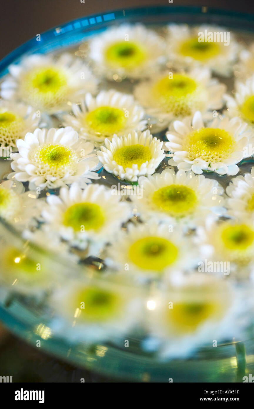 white flower and transparent bowl with water Stock Photo - Alamy