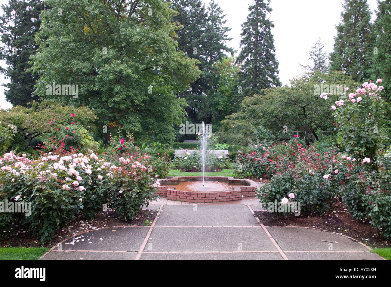 rose garden fountain nature beauty outside Stock Photo - Alamy