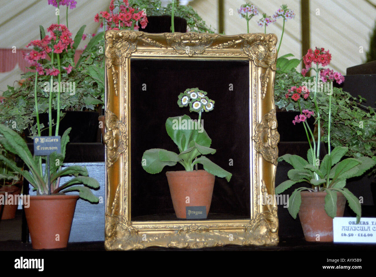 Show auricula hi-res stock photography and images - Alamy